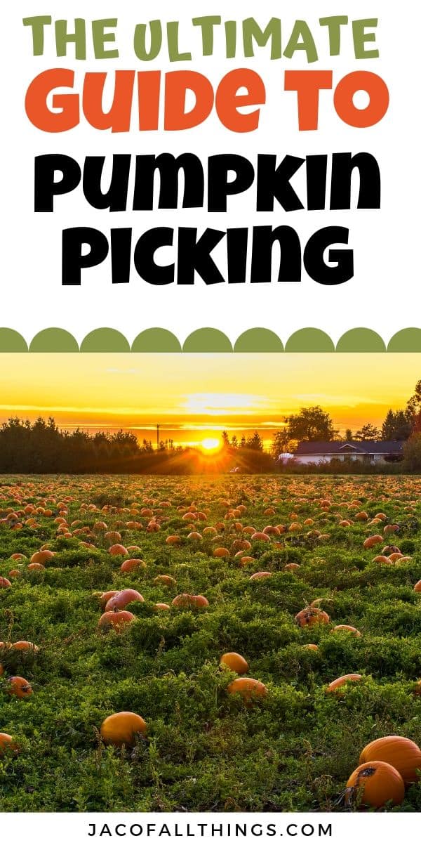 8 Tips To Know Before You Go Pumpkin Picking - Jac of All Things